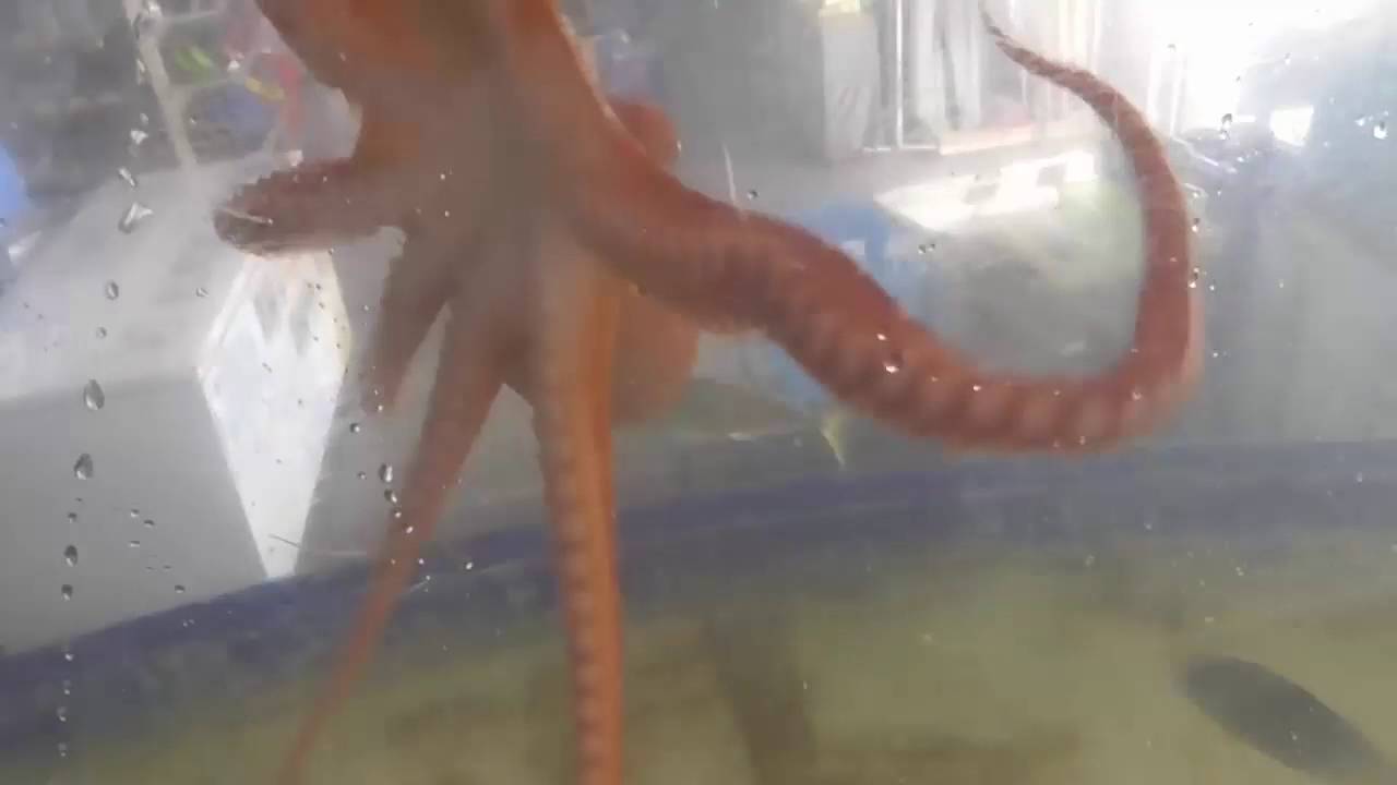 Releasing An Octopus in the Pond - YouTube