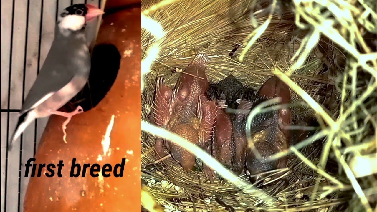 breeding progress java/ fascinating birds - YouTube
