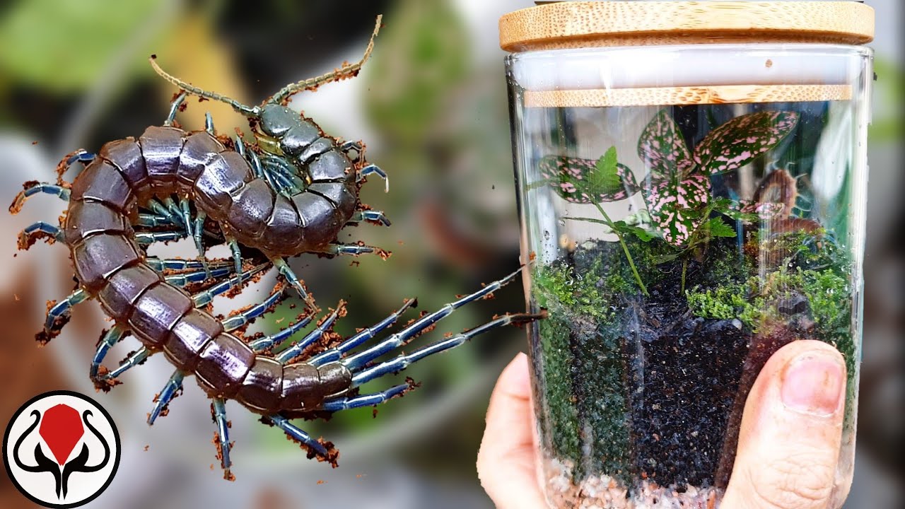 TERRARIUM BUILD! - Blue Legged Centipede (Rhysida Nuda) - YouTube