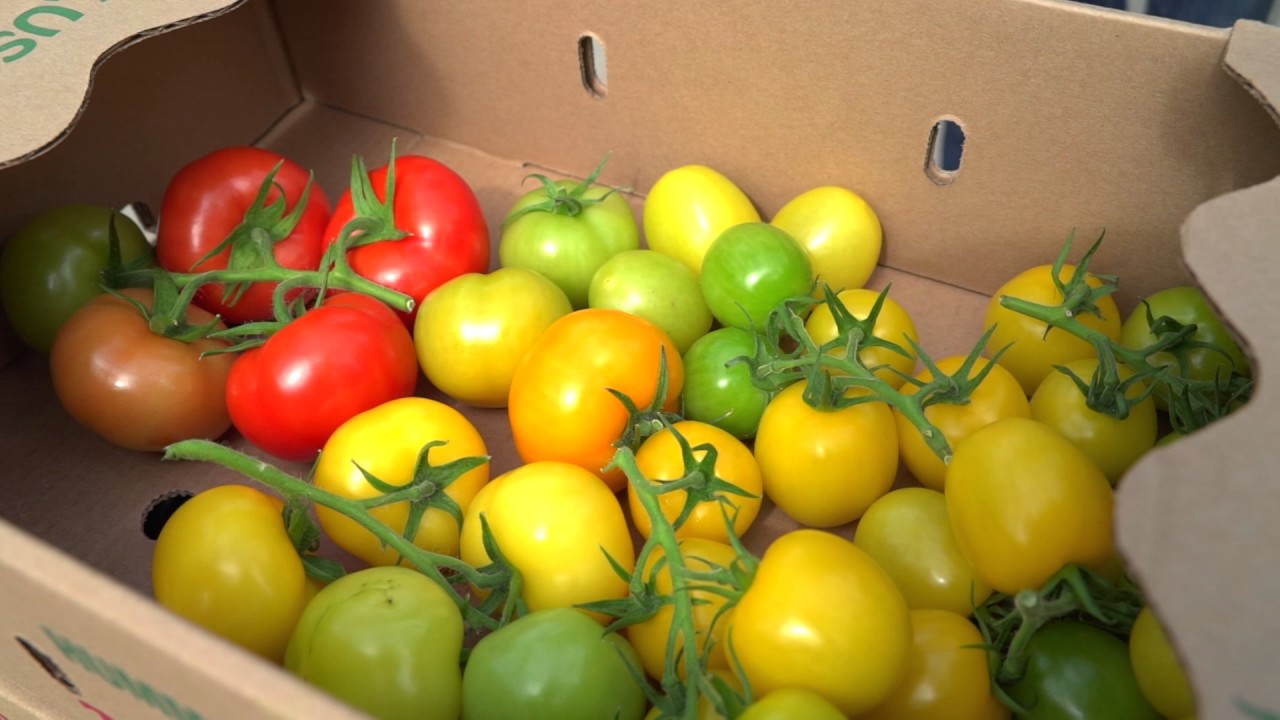 Tasting of the Rainbow 05/17 - Cluster Tomatoes - YouTube