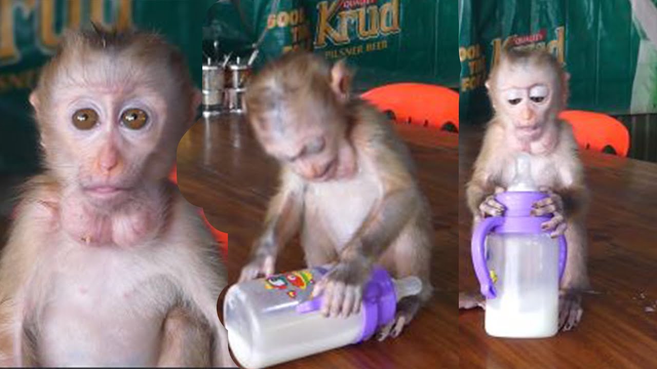 Yaya Baby Monkey is crazy, good at eating, good at finding cute things ...