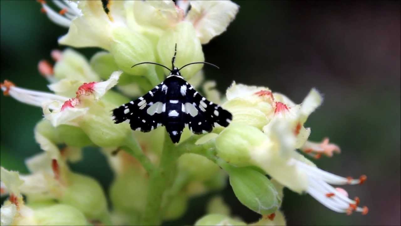 Texas Buckeyes In Full Bloom Texas Buckeye Trail Dallas, Texas - YouTube