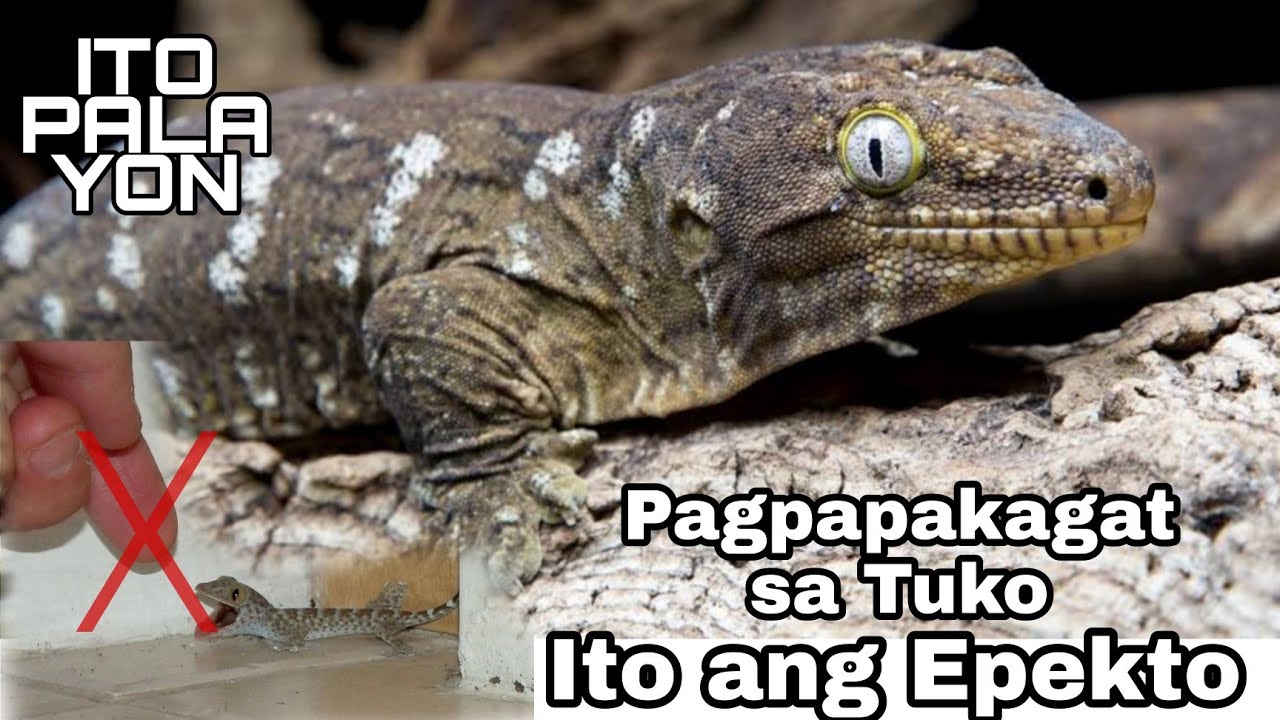 ang epekto sa pagpapakagat sa Tuko - YouTube