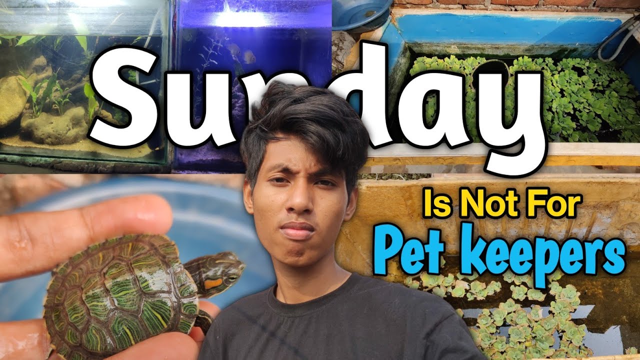 Sunday is not for Pet keepers 😅 | Watch how a pet keeper spend Sunday 🐶🐠🐢 - YouTube