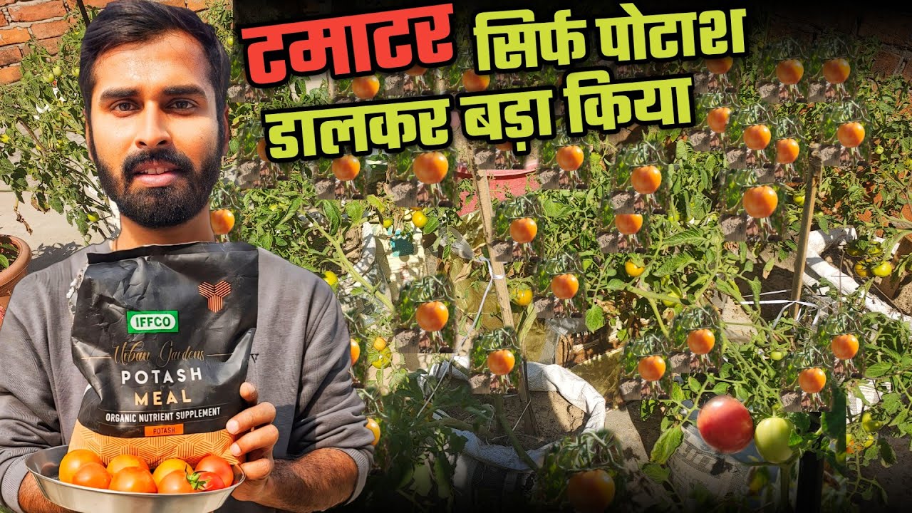 टमाटर लाल और बड़े पोटाश डालकर बड़ा किया।Method to use potash in growing ...