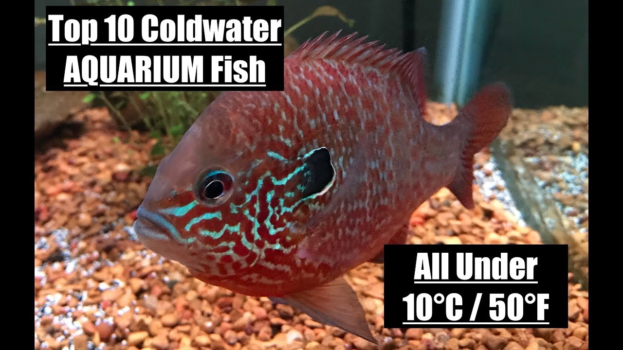 Top 10 COLDWATER Fish YouTube top-10-coldwater-fish-youtube