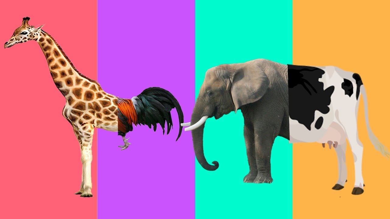 Matching Wrong Body Animals Learning For Kids Finger Family Rhymes for ...