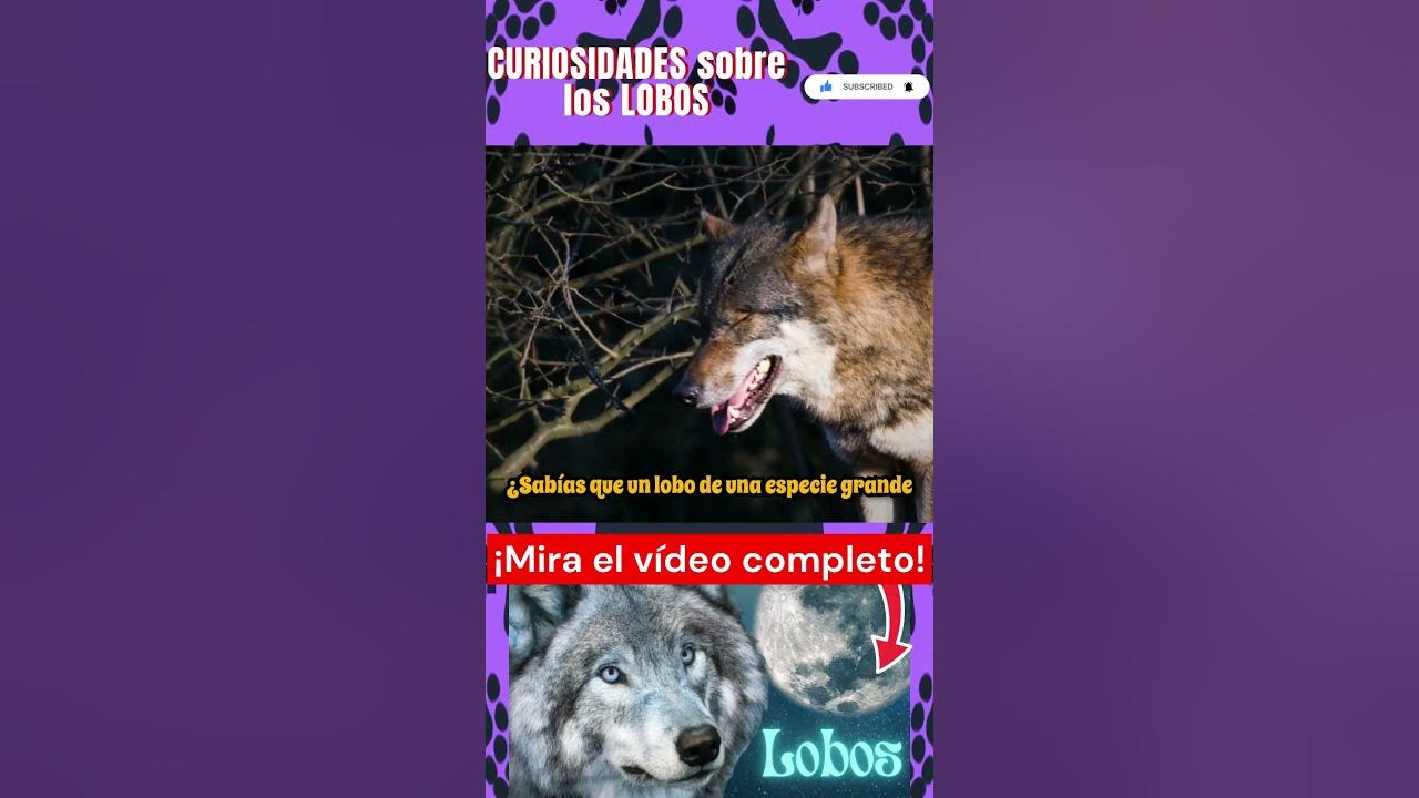 Datos curiosos sobre los lobos Parte 26 #lobo #lobos #halloween #halloween2024 #animal #animales ...