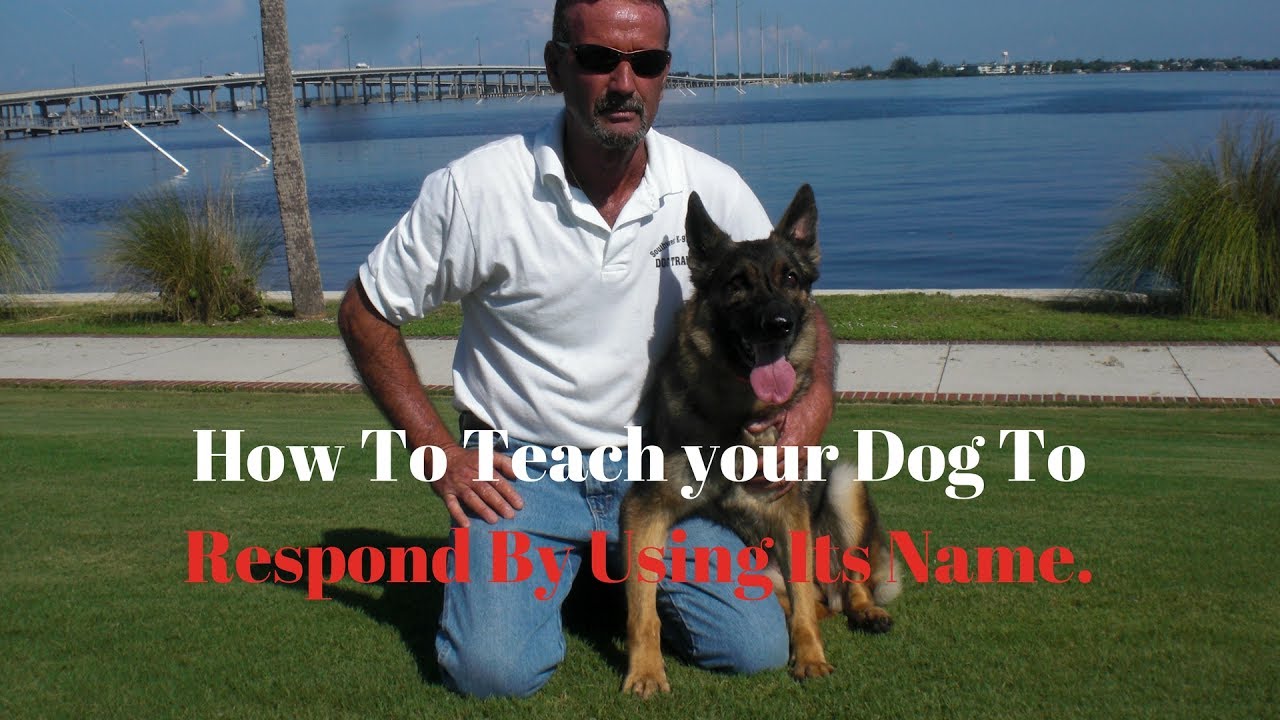 How To Teach Your Dog To Respond By Using Its Name - YouTube