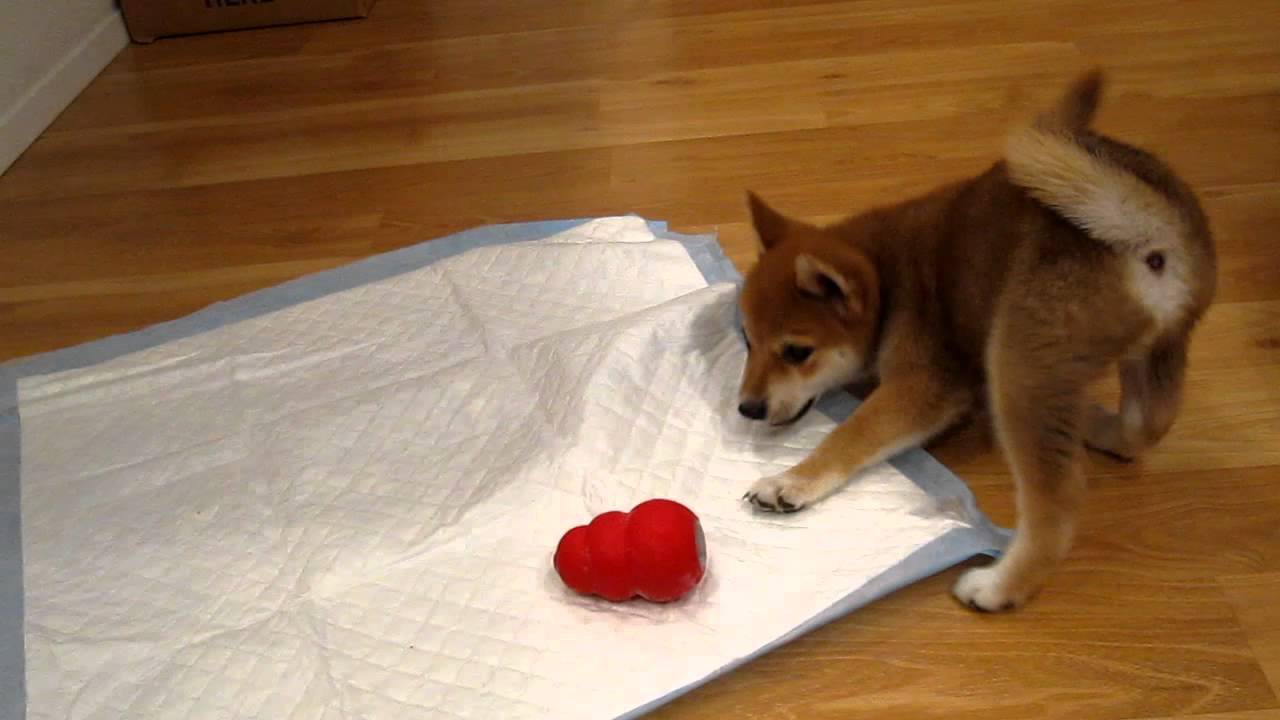 Kobi with his first Kong toy - YouTube