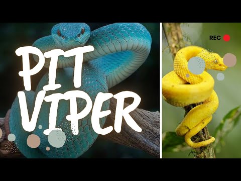 Pit vipers the most dangerous snakes |Pit vipers||sensing organ||heat ...