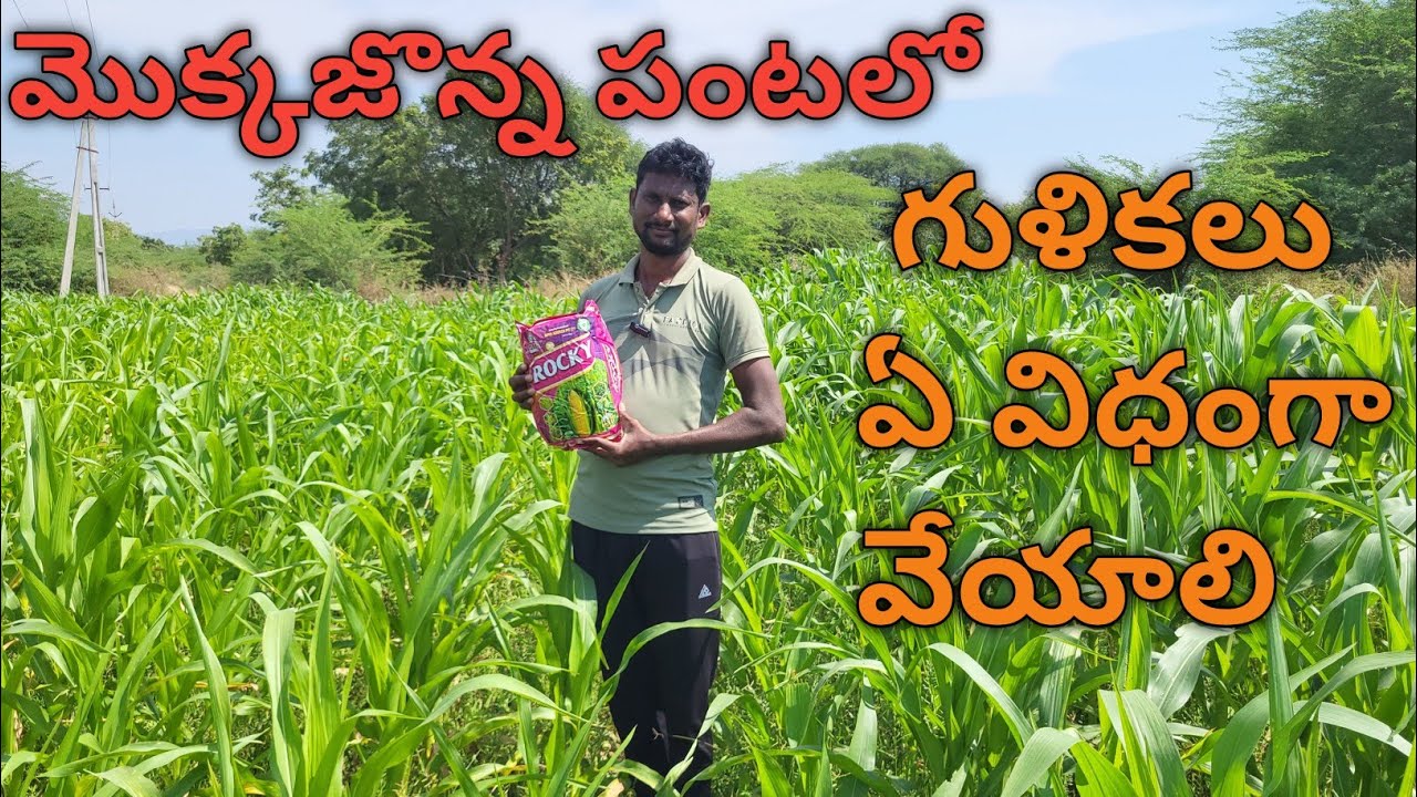 Expert Farmer Shares TOP Pellet Application Secrets in Corn Crop! - YouTube