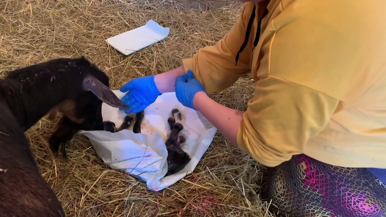 Super FAST Nigerian Dwarf Goat Birth - 2 GIRLS! - YouTube