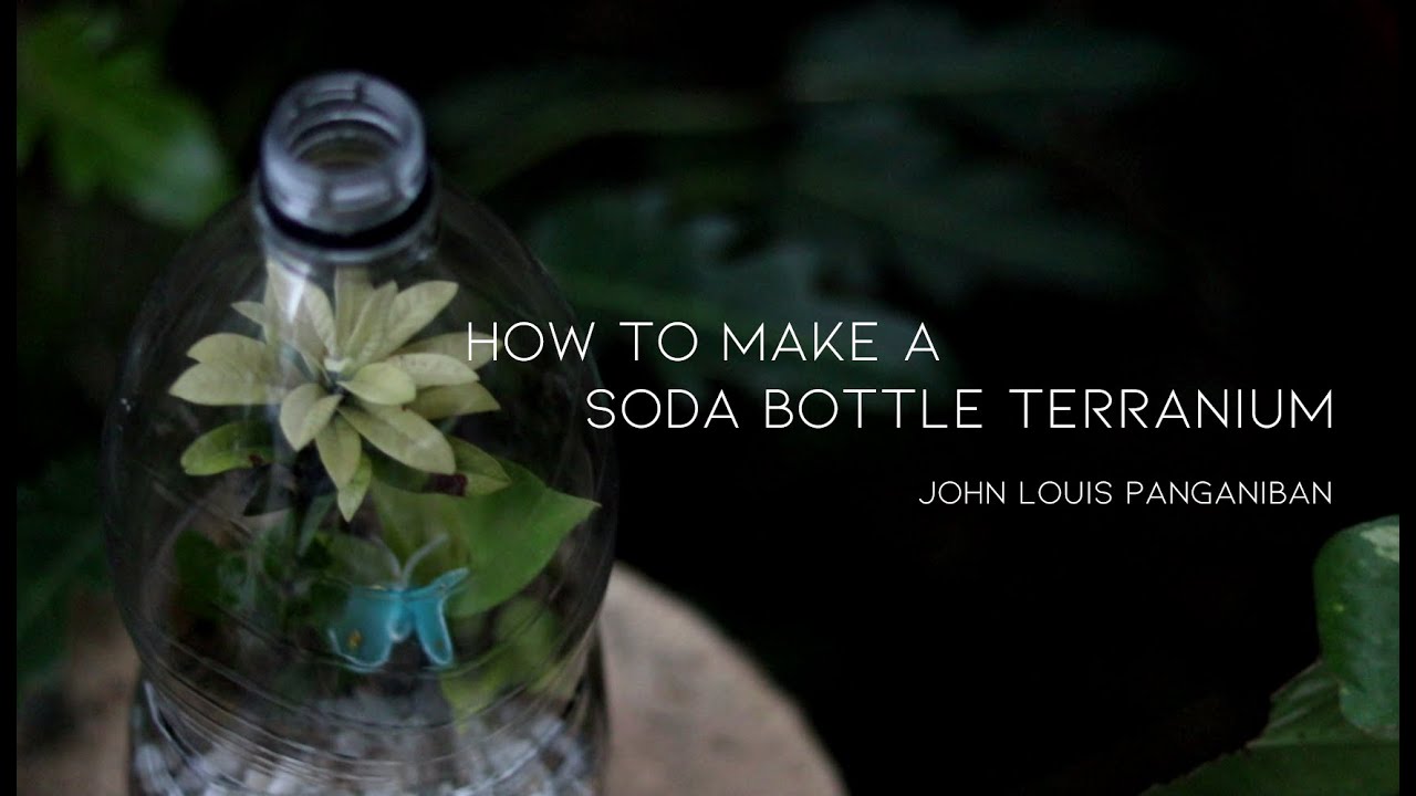 Soda Bottle Terrarium With Fish at Scott Drain blog