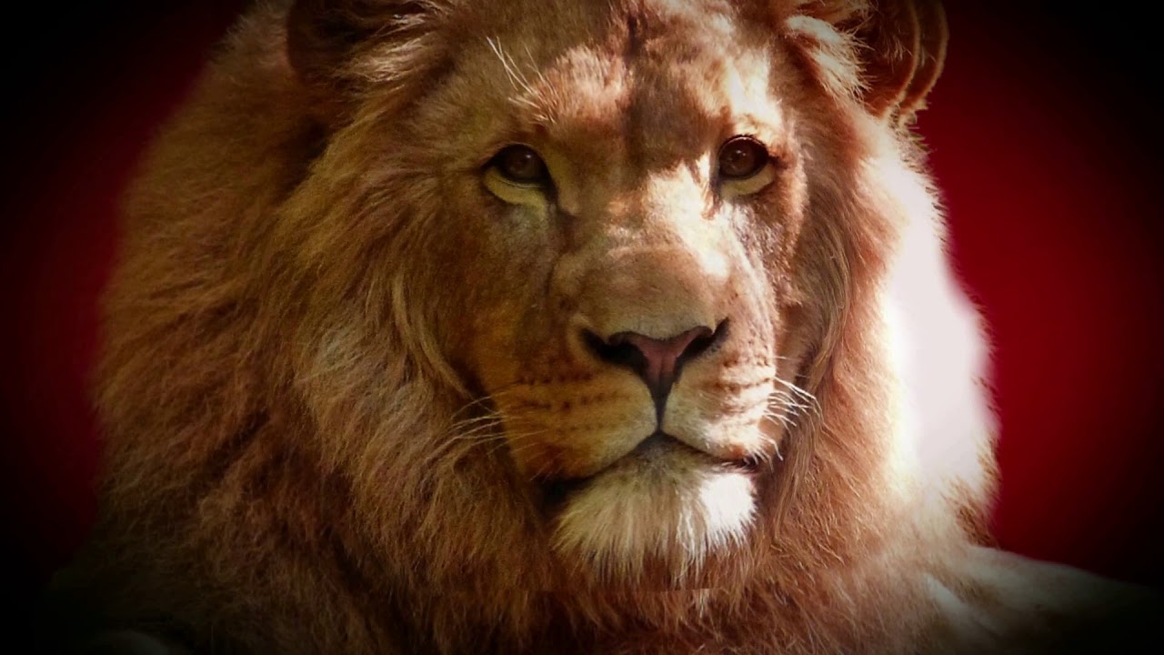 Lion - YouTube