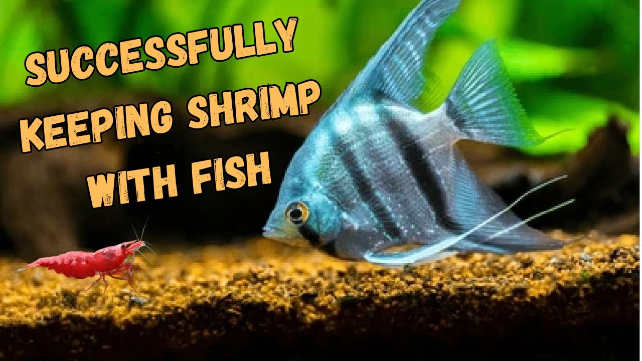 How to Successfully Keep Cherry Shrimp with Fish! - ESSENTIAL TIPS ...