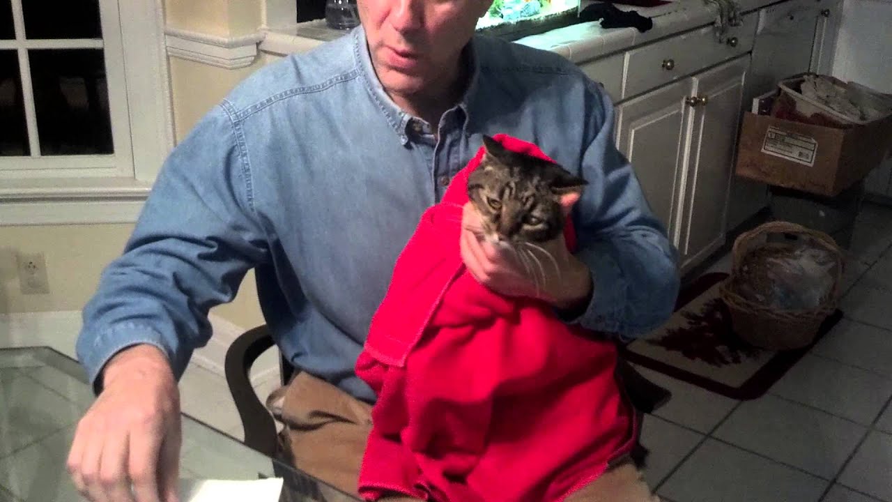 How to brush your cat's teeth. William Litaker DDS - YouTube