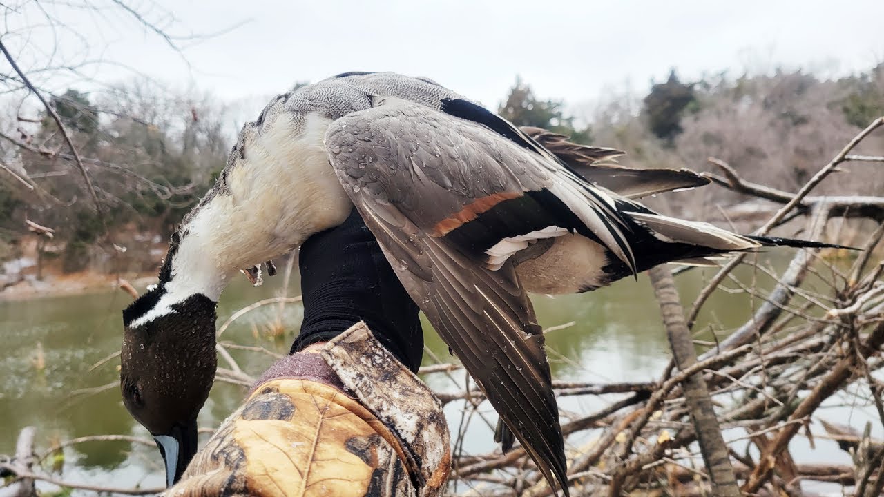 Bearing the Cold - Duck Hunting (Hunting Public) - YouTube