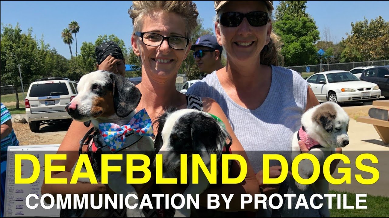 Dog Tactile Communication