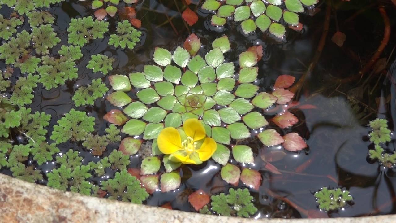 Water basin garden plants:divine star shaped water coleus - YouTube