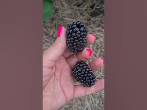 Ежевика Вождь Джозеф#shorts - YouTube