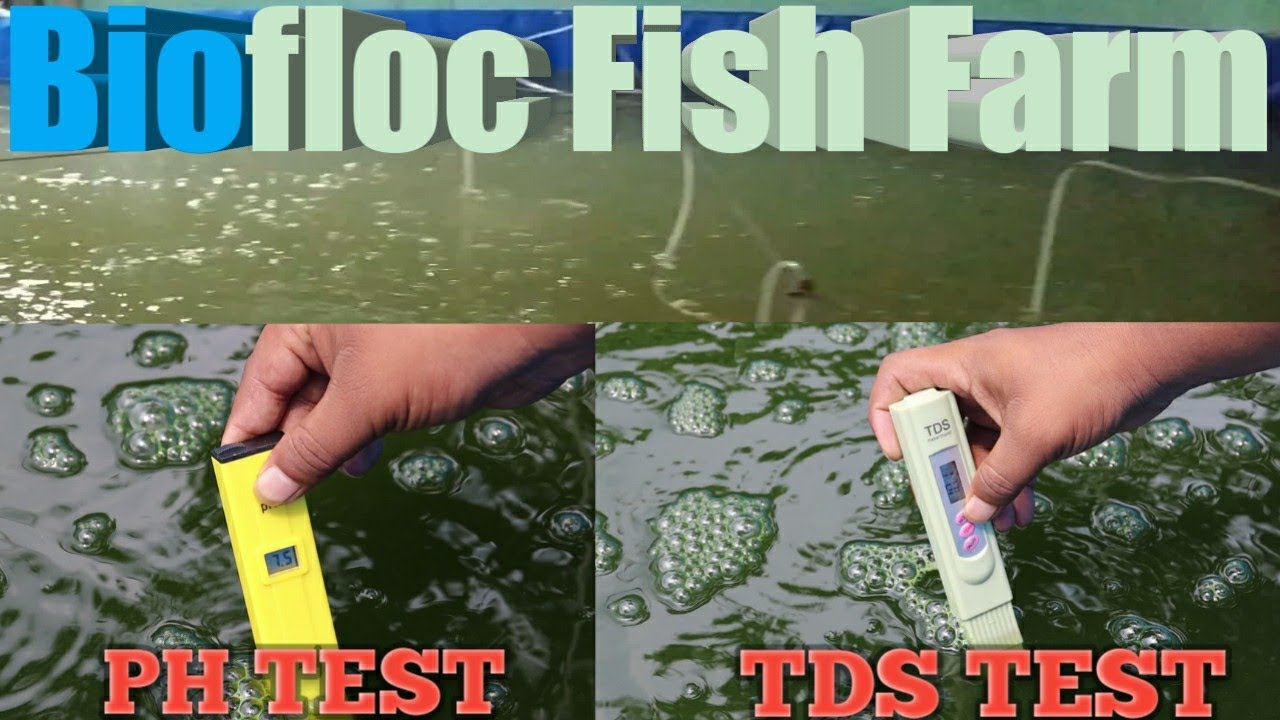 Biofloc fish farming(PH &TDS নিয়ে মিন্টু বাবুর ফিস ফার্ম থেকে)Joy maa ...