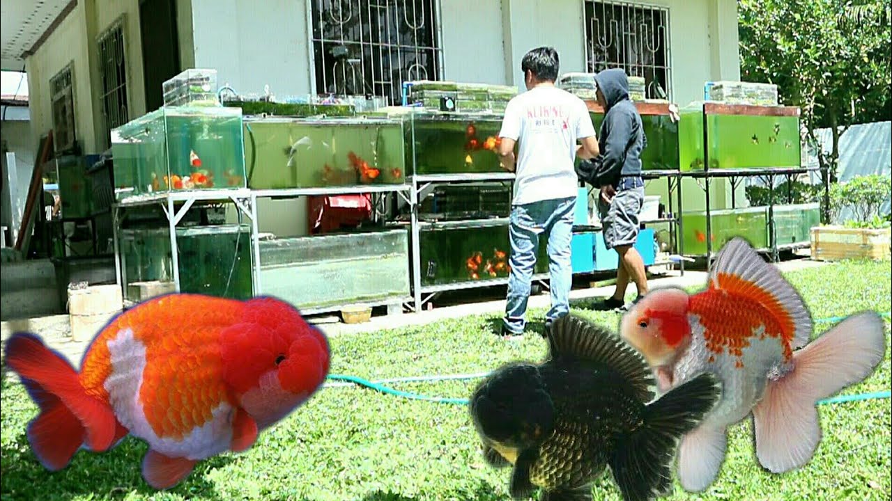 Imported Goldfish from thailand | Lion head ranchu , Red white oranda ...