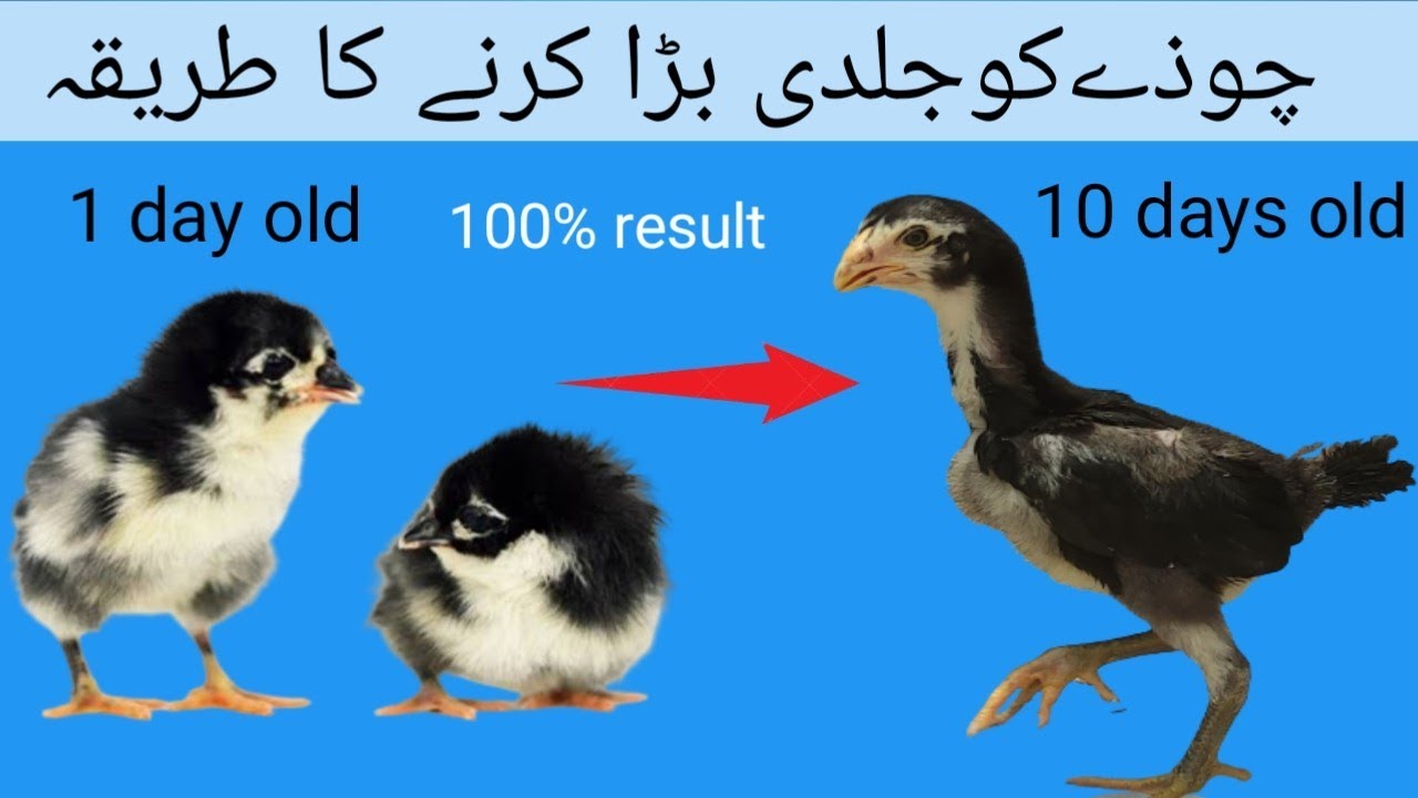 how to grow chicks fast 100%result - YouTube