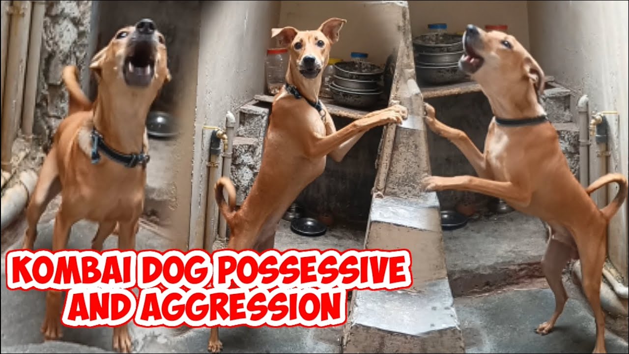Kombai Dog Simba Aggression and Possessive kombai Dog Tamil Kumari ...