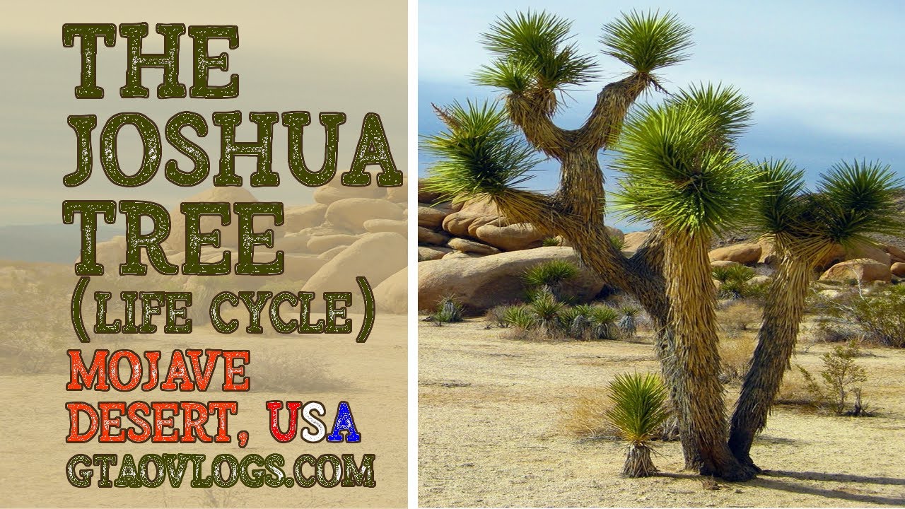 The Joshua Tree Life Cycle Mojave Desert USA Yucca Brevifolia GTAO ...