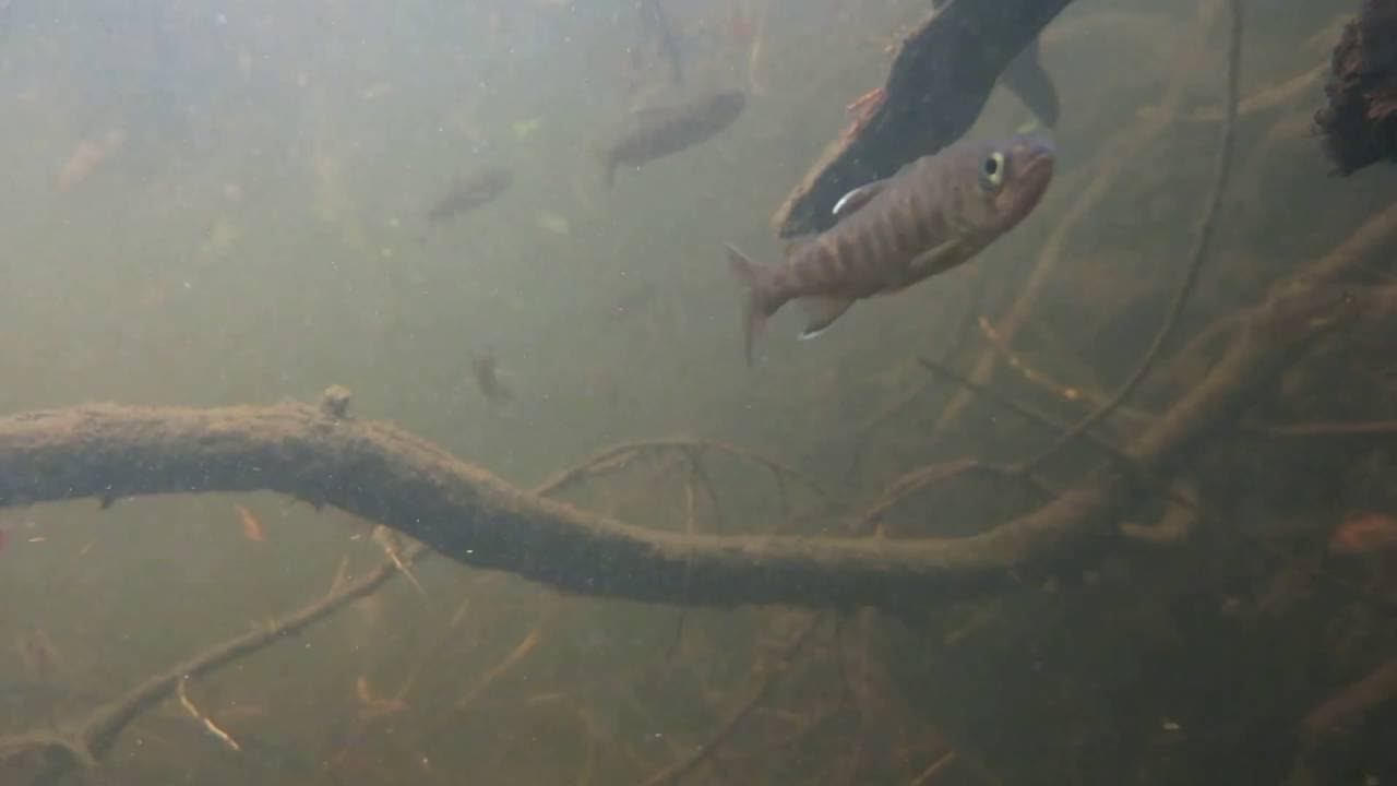 Juvenile Coho Salmon in Thompson Creek - YouTube