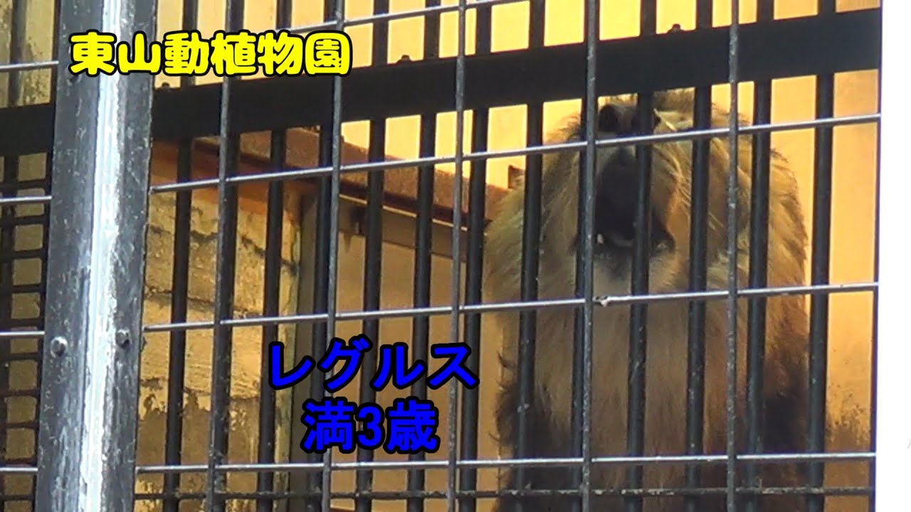 【ライオン】3歳の誕生日のレグルス Male lion Regulus on his third birthday.{2025年6月24日東山 ...