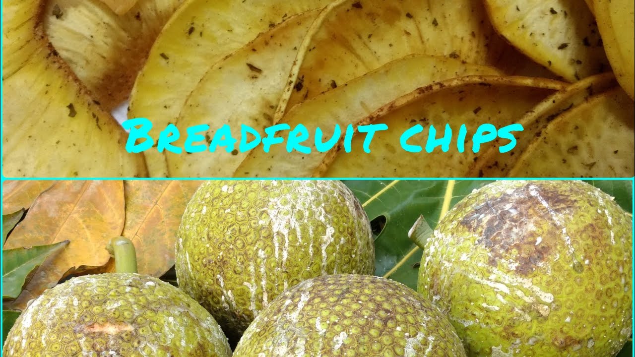 how to make breadfruit chips - YouTube