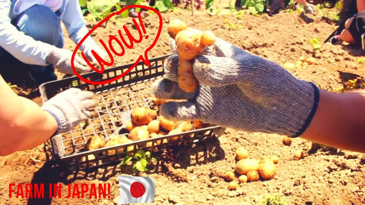 Visiting a Potato Farm In Japan Saitama. - YouTube