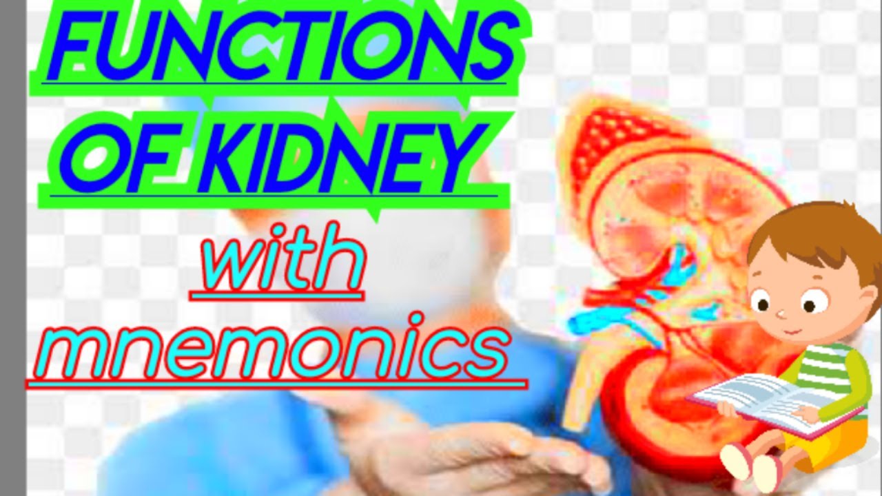Functions of kidney with mnemonics - YouTube