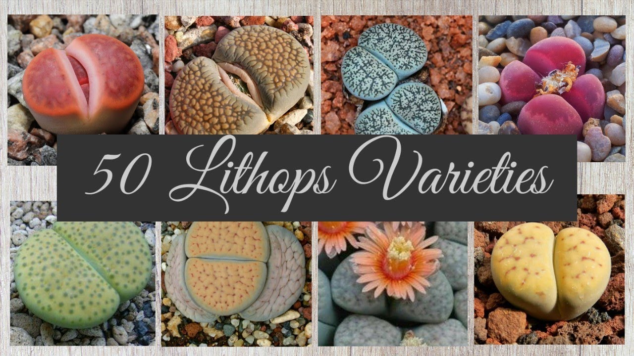 50 Lithops Varieties, Living Stones - YouTube