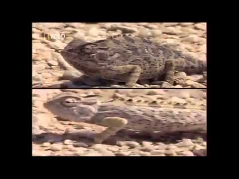 Çölün Katilleri 2 Belgesel Türkçe Dublaj İzle