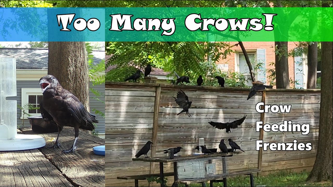Too Many Crows!! Corvid Picnic Part 4 - YouTube