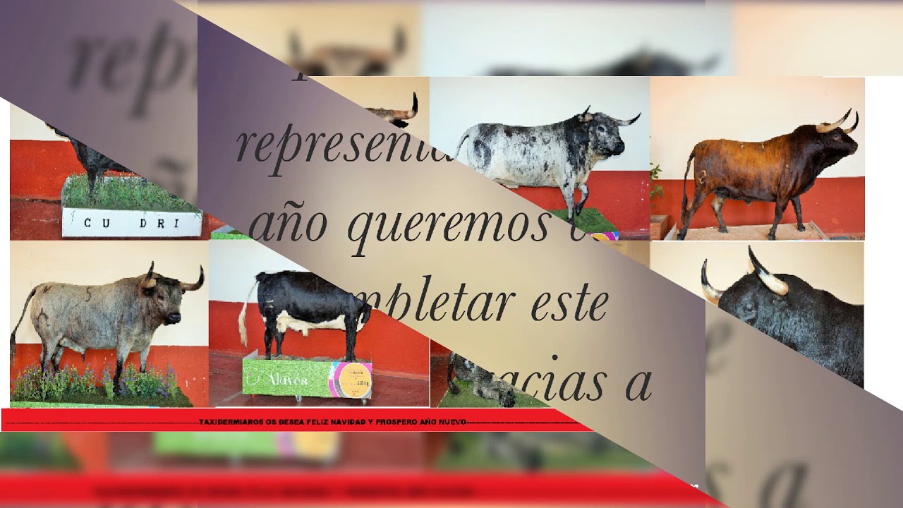 Castas y encastes toro de lidia plaza toros las ventas - YouTube