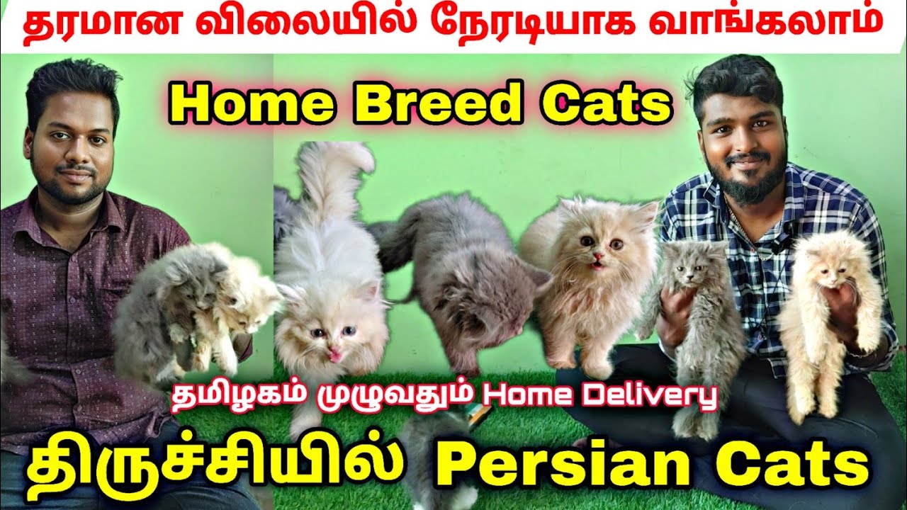 Pure Persian cat வளர்ப்பு முறை |Original Persian Kitten for sales ...