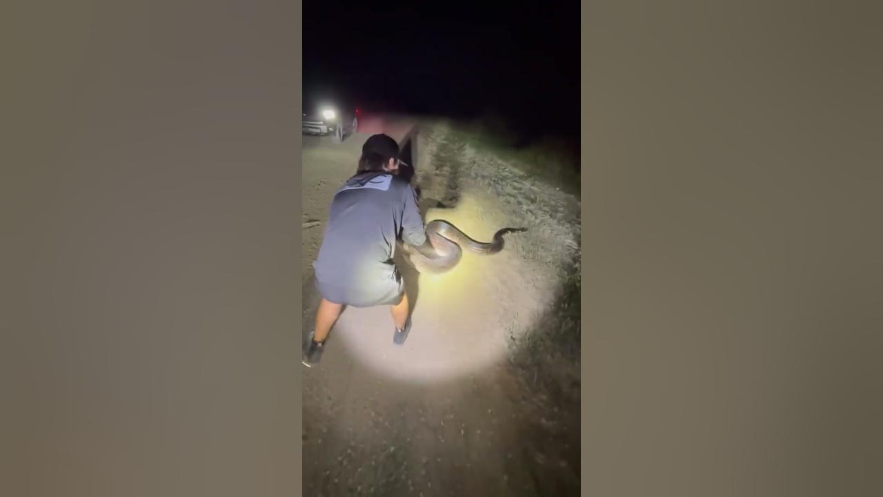 198-Pound Burmese Python Recorded as Second-Heaviest Captured in ...