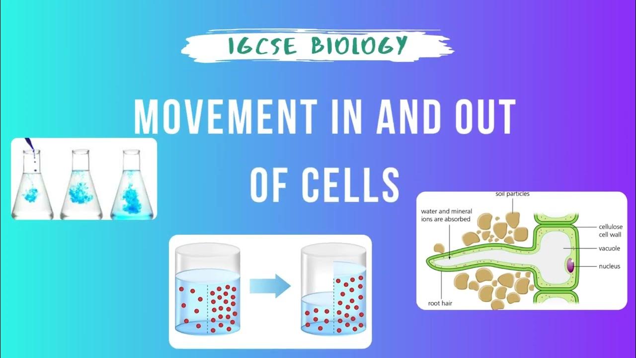 Movement In & Out of Cells | CAIE IGCSE Biology | Year 10 & Year 11 ...