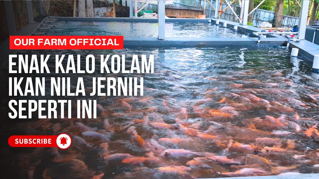 Kolam Ikan Nila Jernih !! | Budidaya Ikan Nila Merah Sistem Ras ...