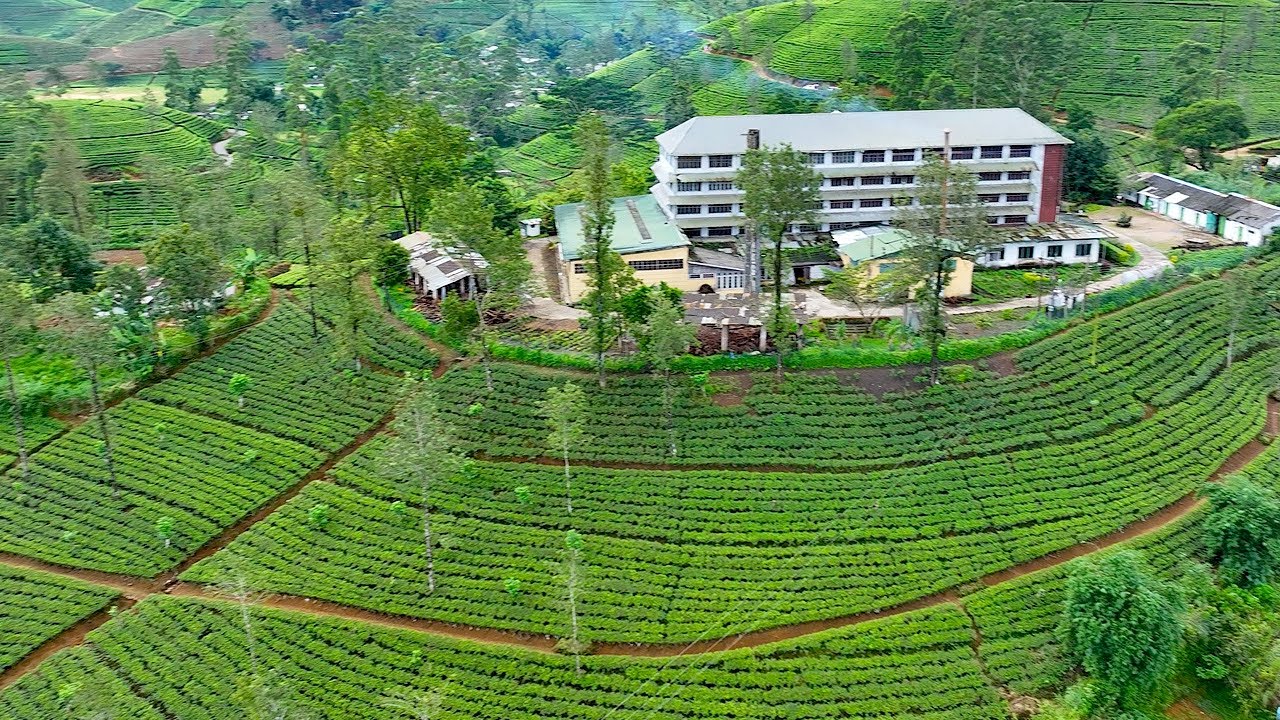 Drayton Tea Estate - Hatton - Nov 2023 - YouTube