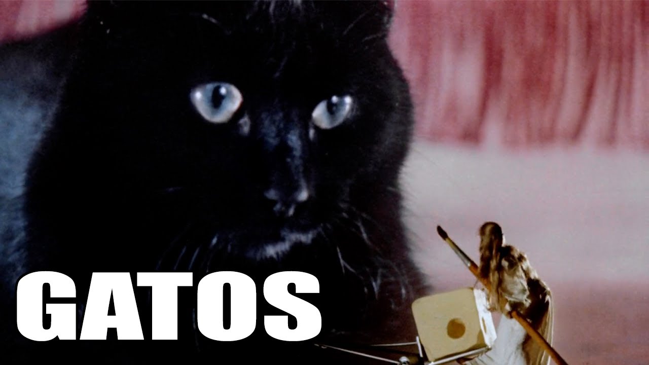 ¿Viste estas películas de terror sobre gatitos? 🐈‍⬛ Escritor Zombie ...