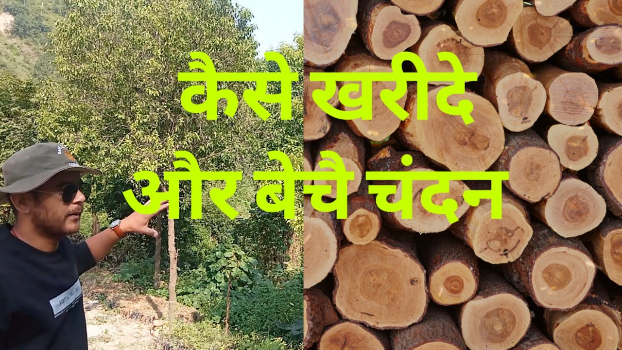 How to Buy or sell Chandan ( Sandalwood)! 📞 8076904240 - YouTube