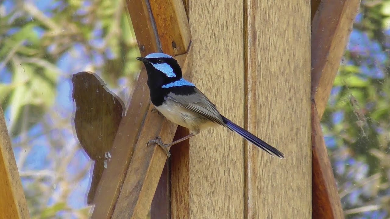 Blue Bird at a Cottage Window 🏡🐦 - YouTube