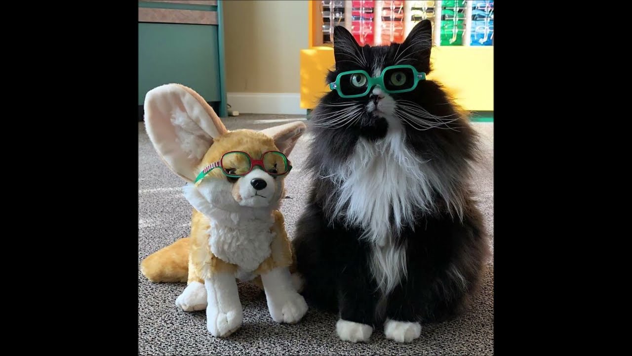 Truffles the Cat helps kids feel comfortable with fearing glasses ...