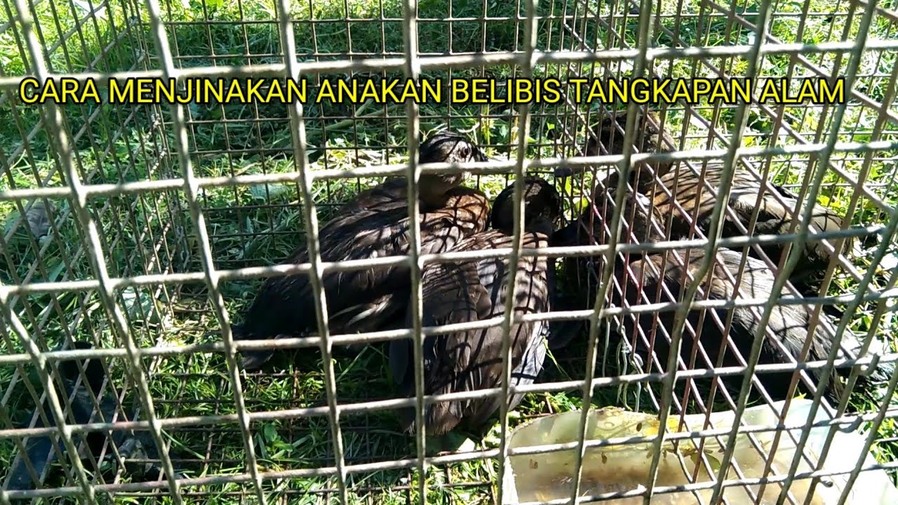 Cara Menjinakan Anakan Blibis Tangkapan Alam - YouTube