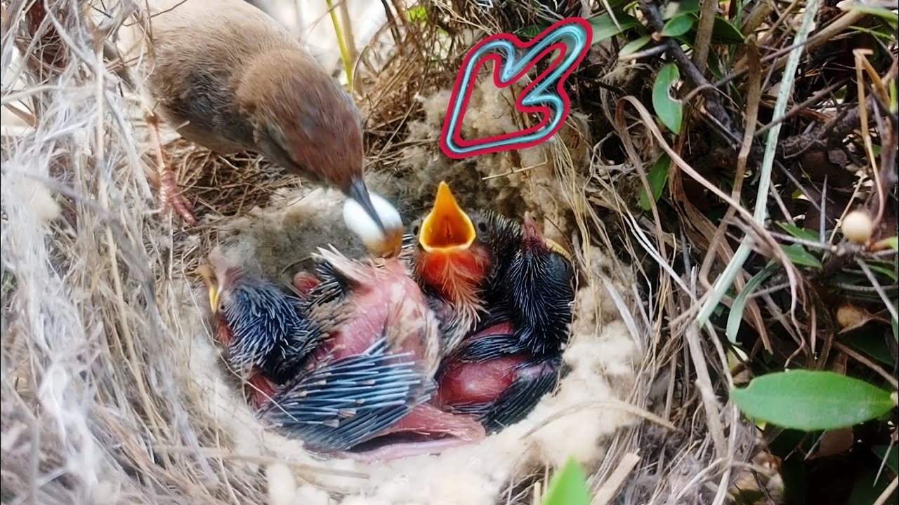Mother tailor bird gathering more food for babies and cleaning them ...